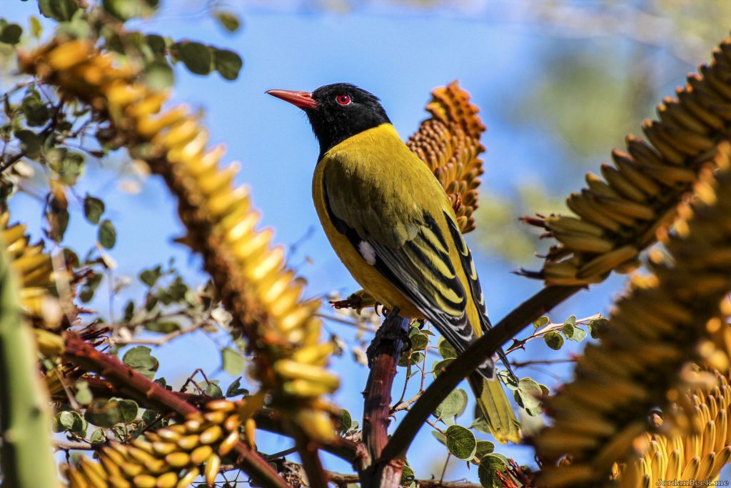 Portfolio – Jordan Peck