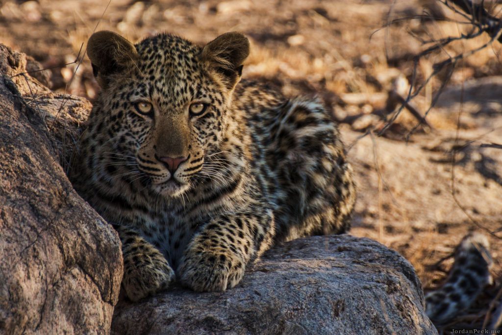 Portfolio – Jordan Peck