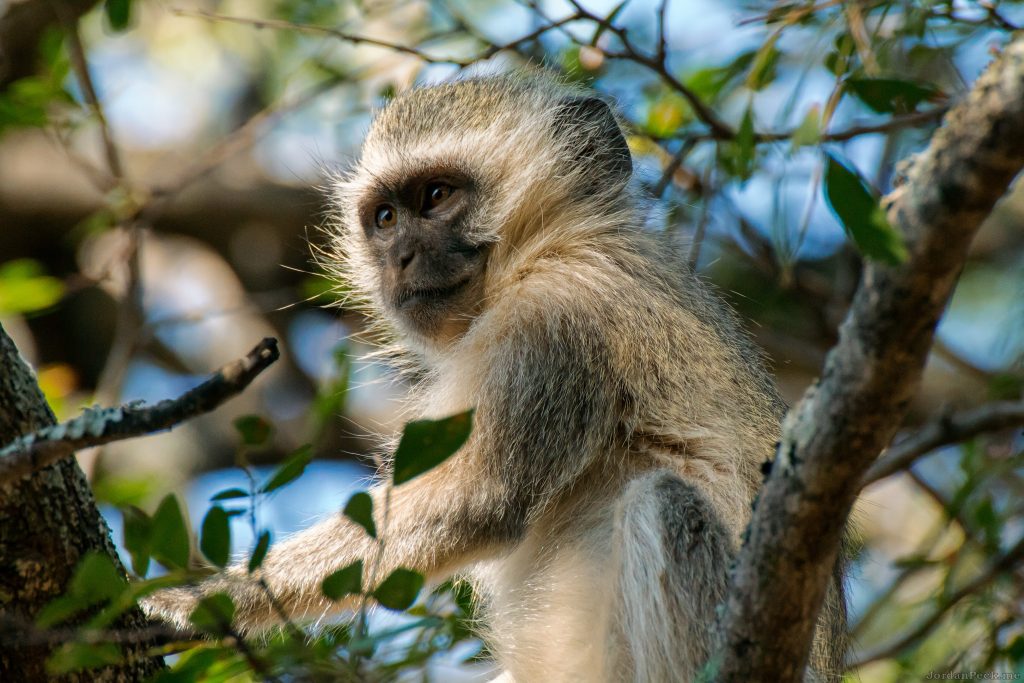 Portfolio – Jordan Peck